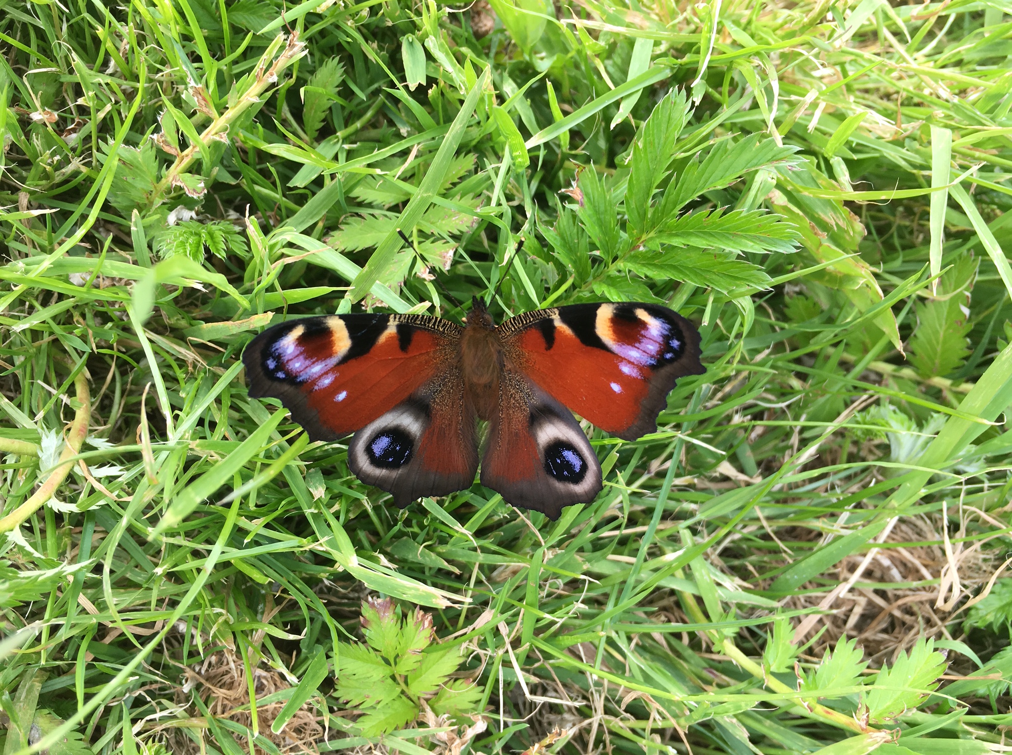 Contact – Professor Michelle Sheehan