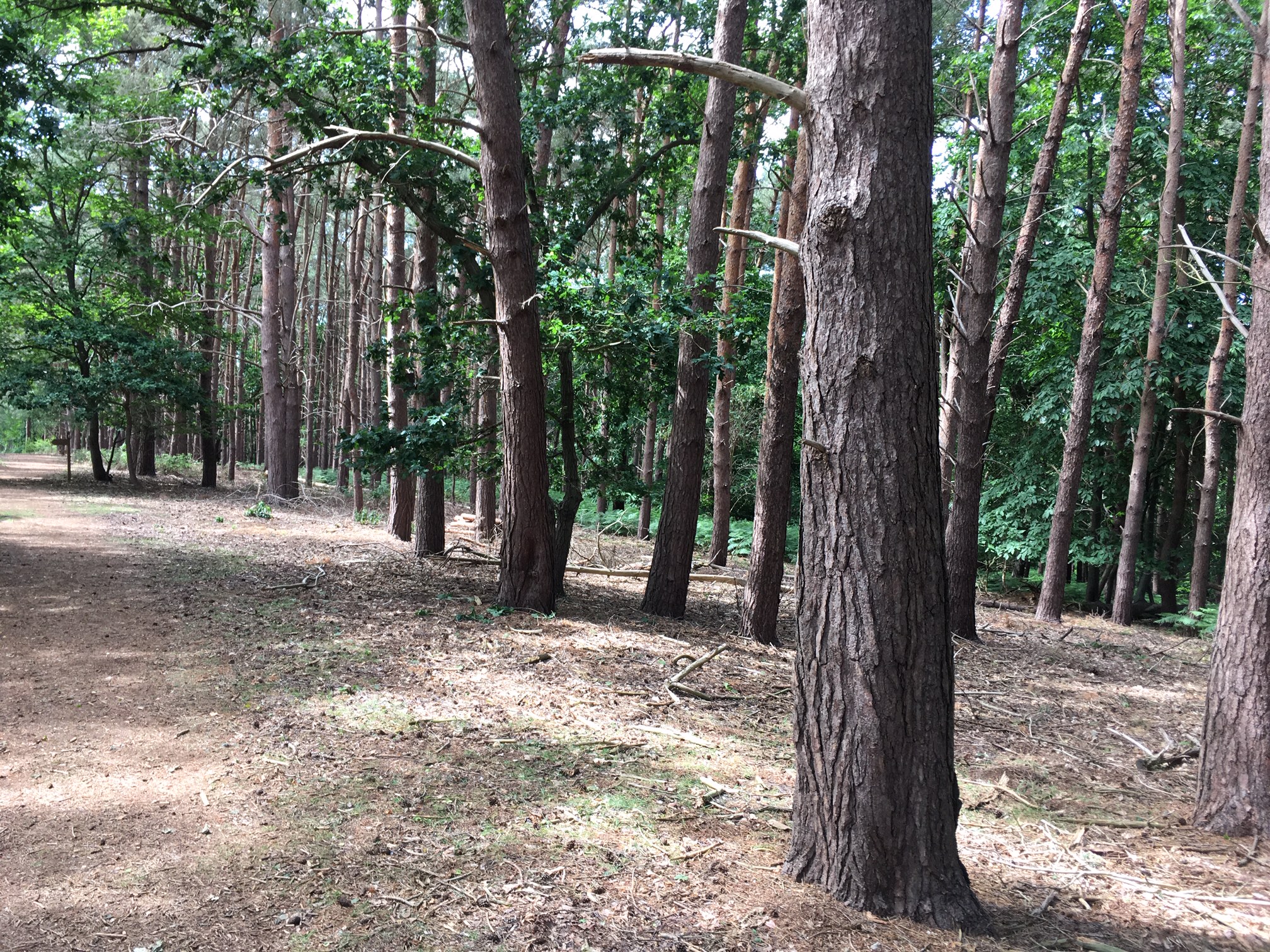 Publications – Professor Michelle Sheehan